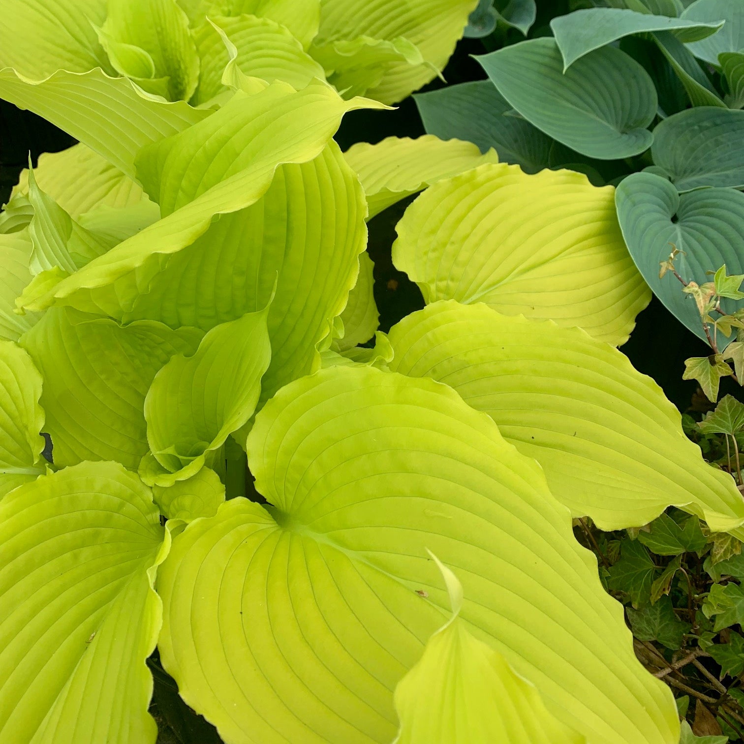 HOSTA hybrid Dancing Queen Plantain Lily – North Shore Plant Company